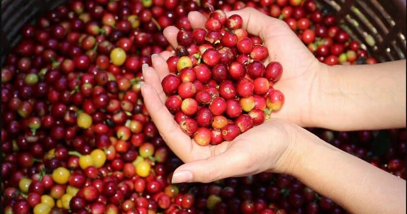 Coffee Time - Discover Our Tours